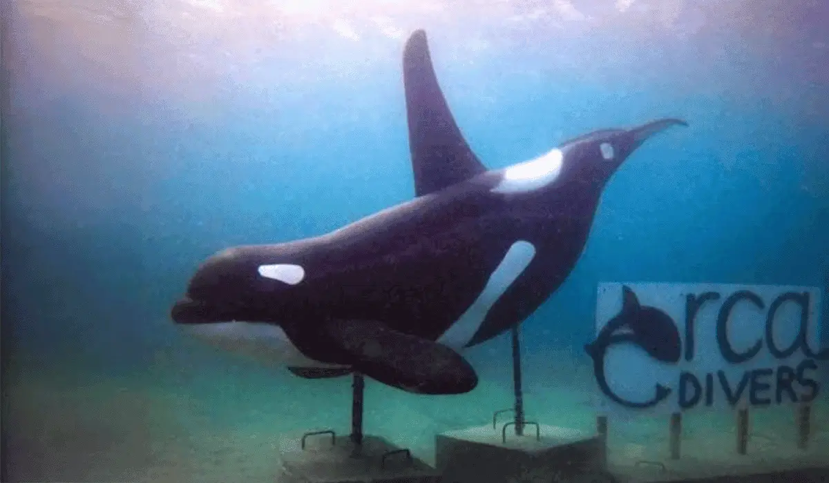 Orca whale model - Art Creator Factory